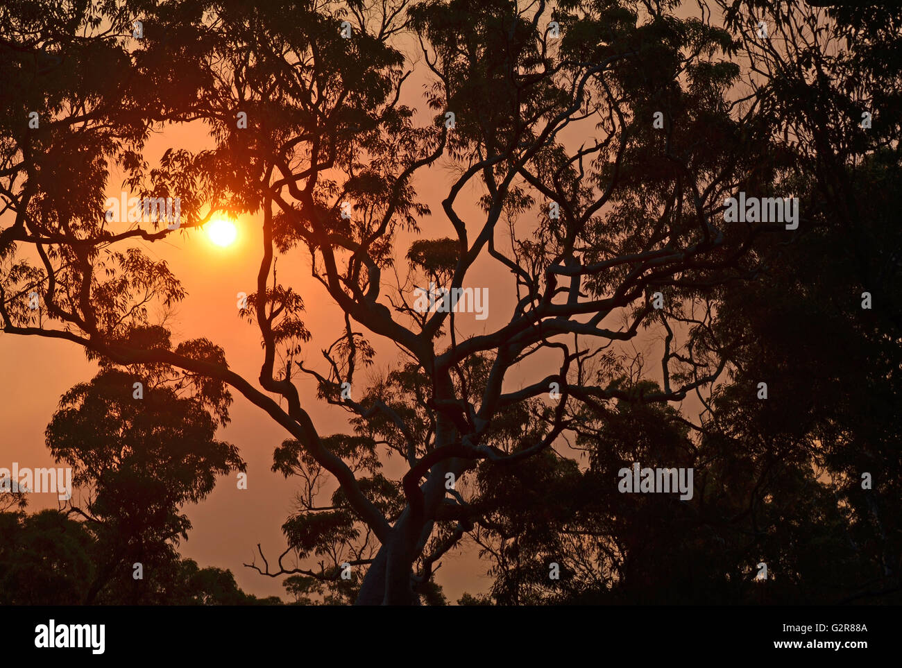 Sunset and gum tree hi-res stock photography and images - Alamy