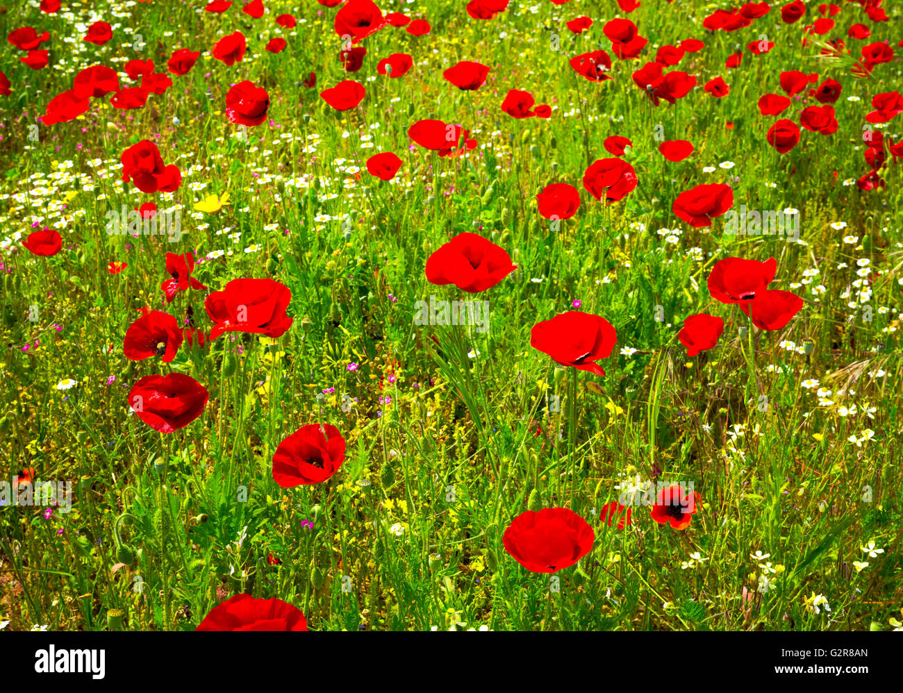 blooming poppy field background with red poppies Stock Photo - Alamy