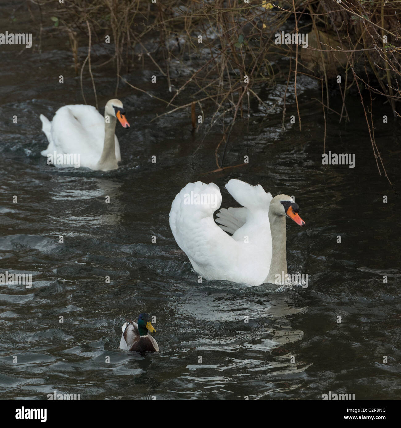 Plumage of swans hi-res stock photography and images - Alamy