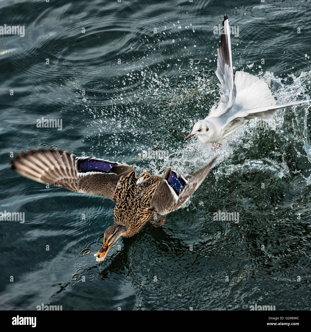 race for food Stock Photo - Alamy