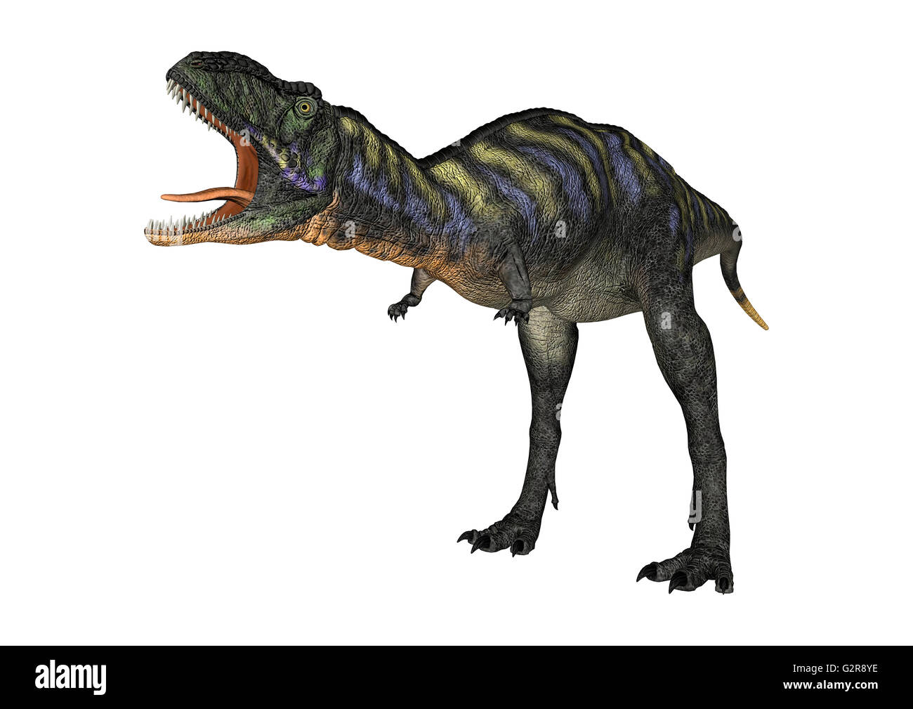 3D digital render of a dinosaur Aucasaurus isolated on white background ...