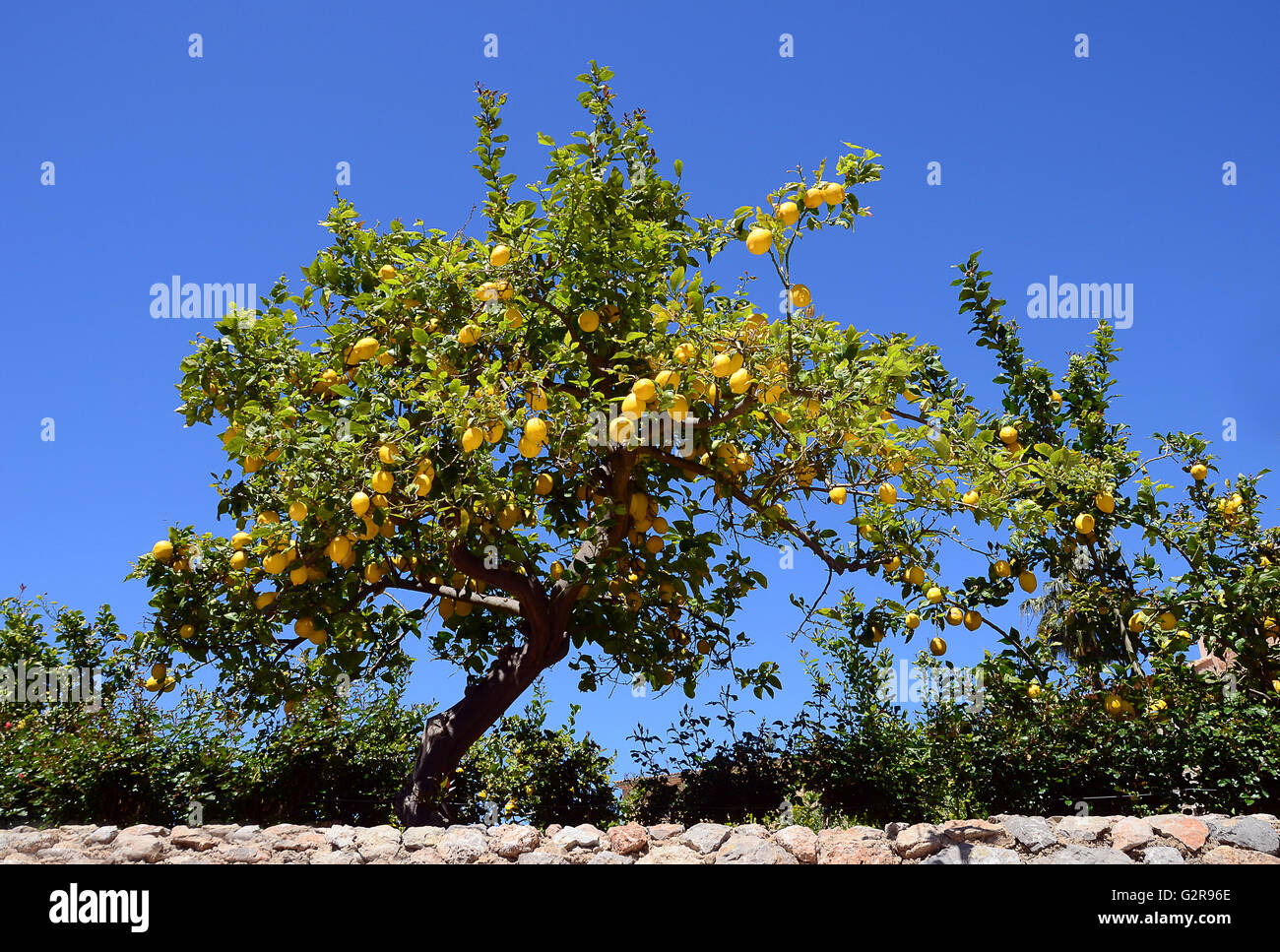 Ripe lemons hi-res stock photography and images - Alamy