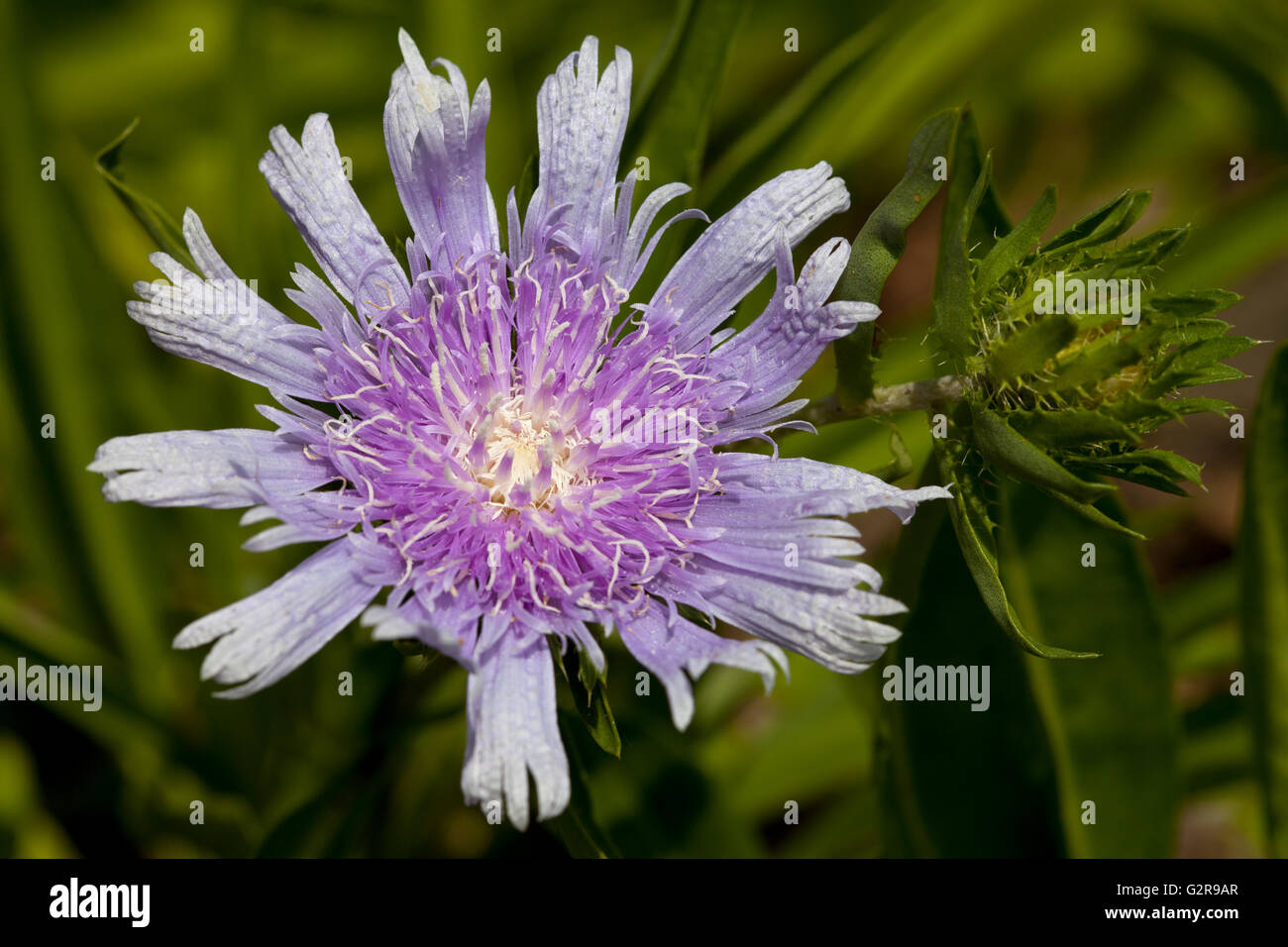 Cornflower Aster or Stokes' Aster (Stokesia laevis), flowering Stock ...