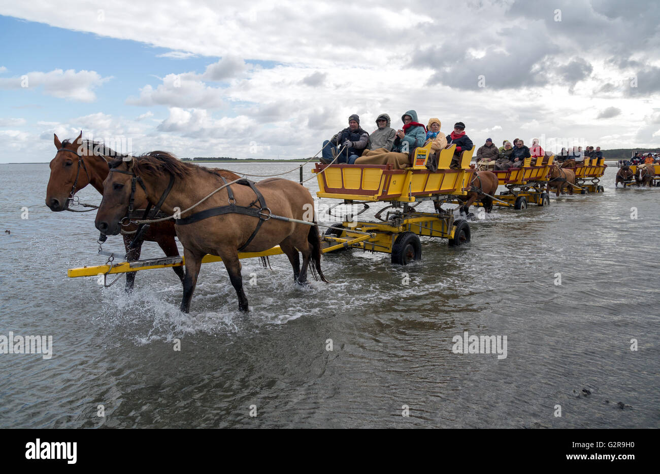 Horses and carriage in wadden sea hi-res stock photography and images ...