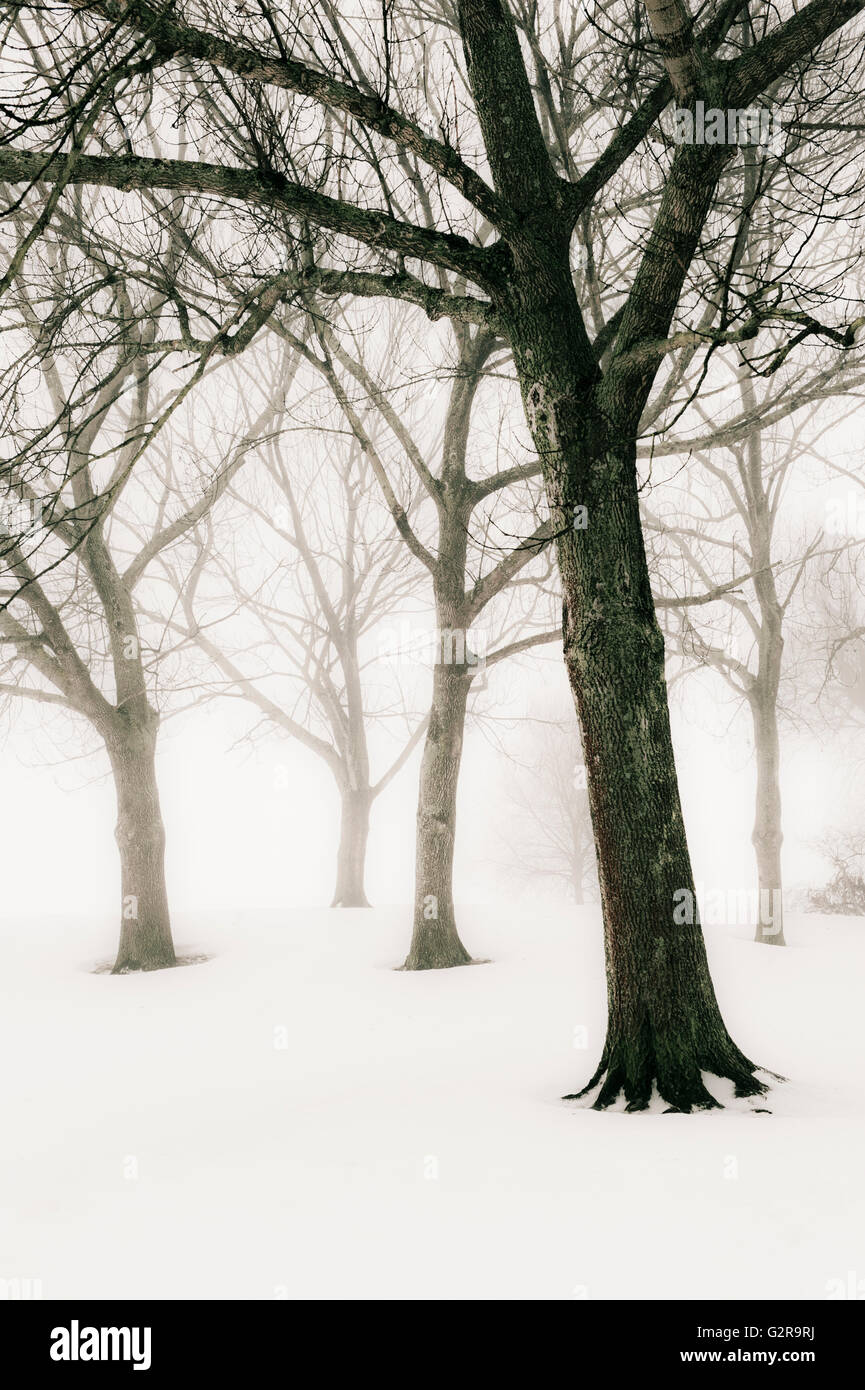 Trees in winter landscape Stock Photo - Alamy