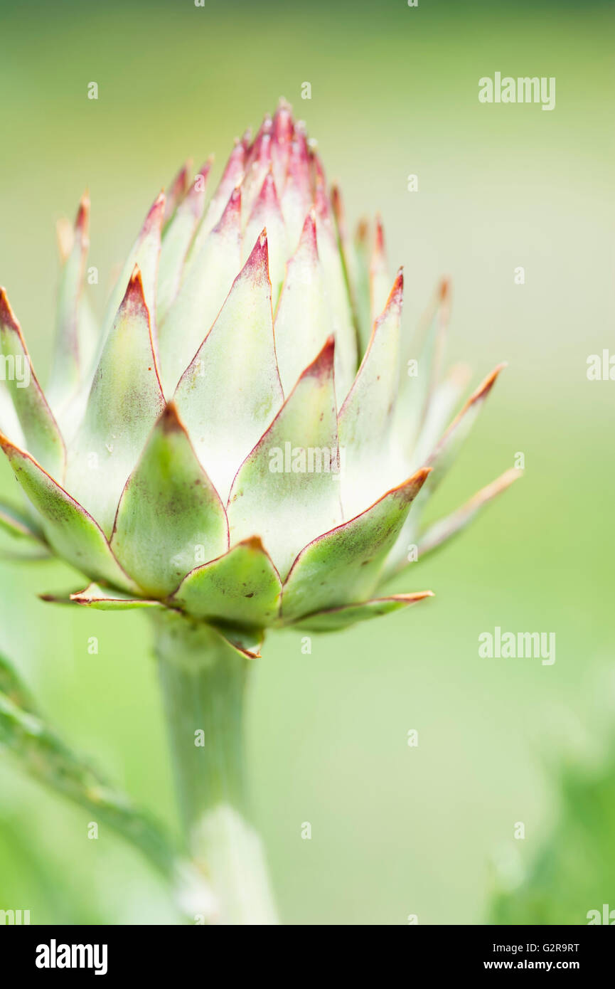 Budding Cardoon (Cynara cardunculus Stock Photo - Alamy