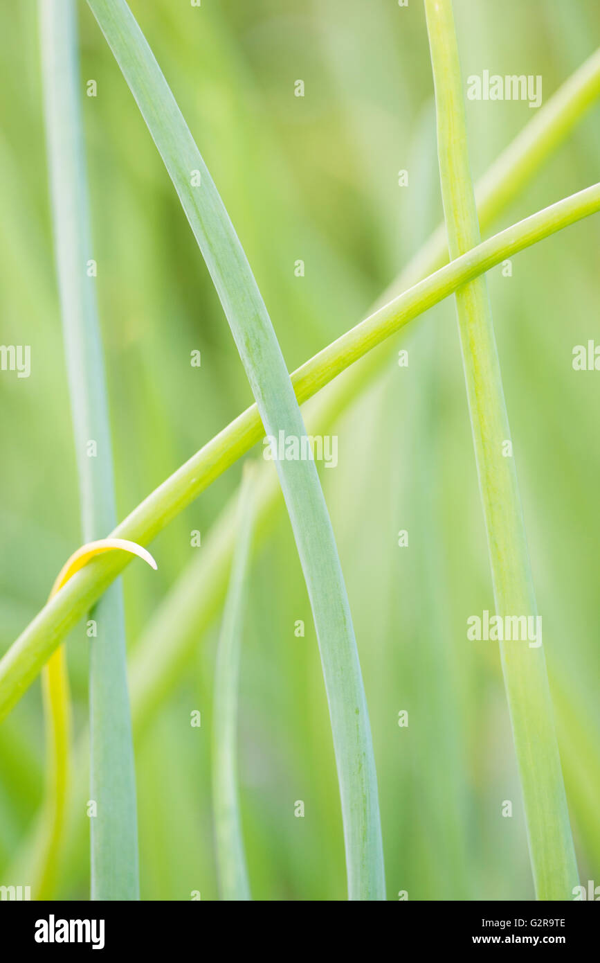 Closeup of green stems of red onion Stock Photo - Alamy