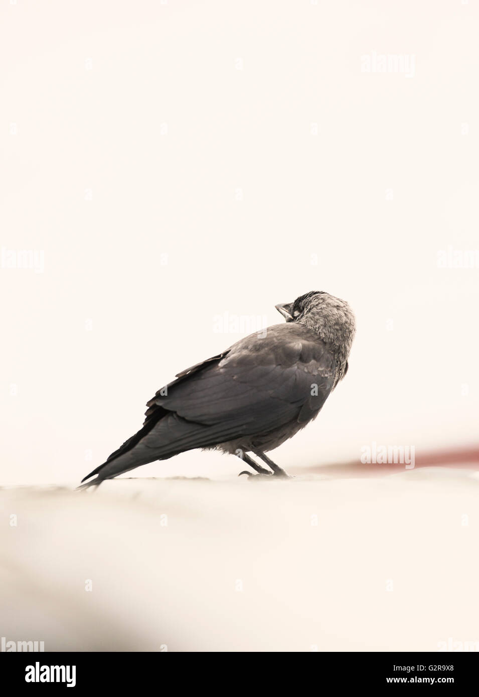Side view of blind crow standing on a roof Stock Photo - Alamy