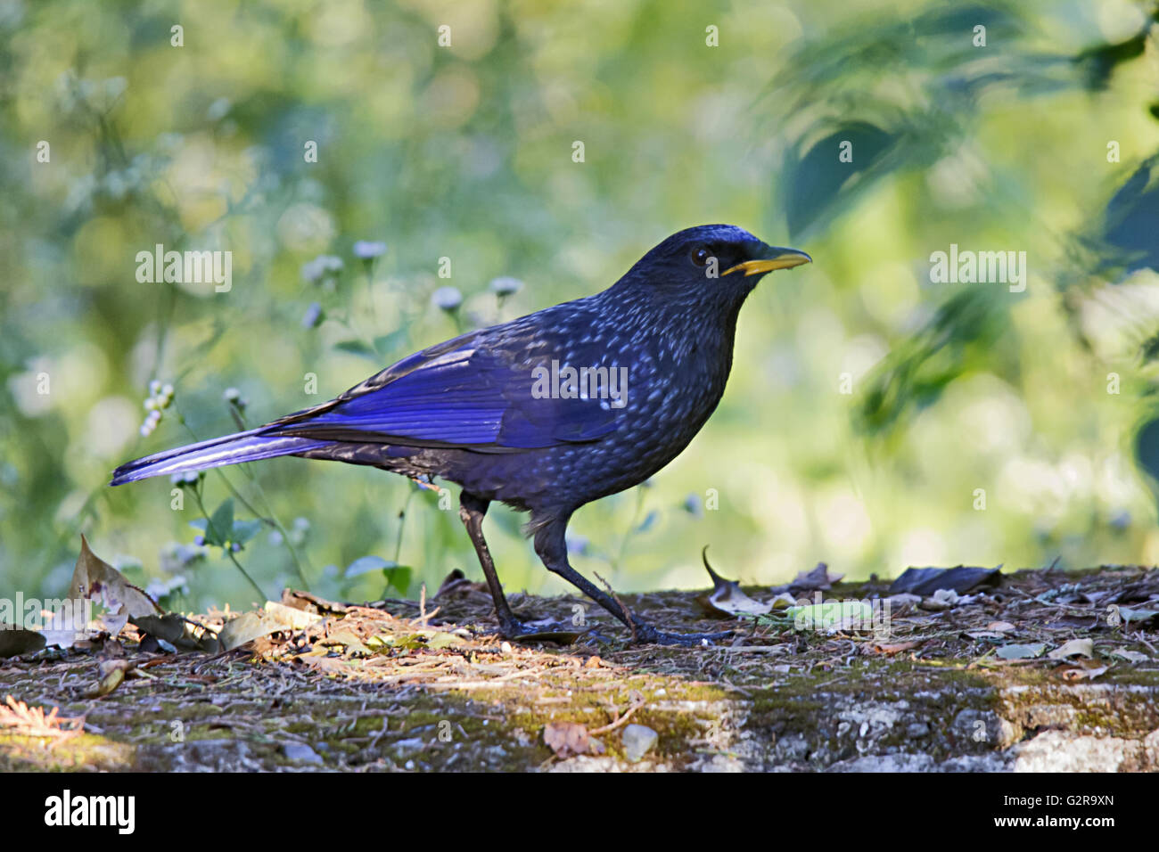 Blue whistling thrush, Myophonus caeruleus, Corbett Tiger Reserve ...
