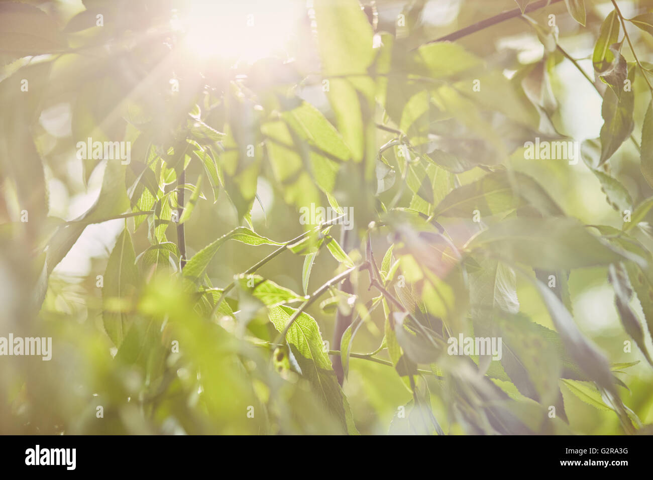 sun rays in green tree leaves Stock Photo - Alamy