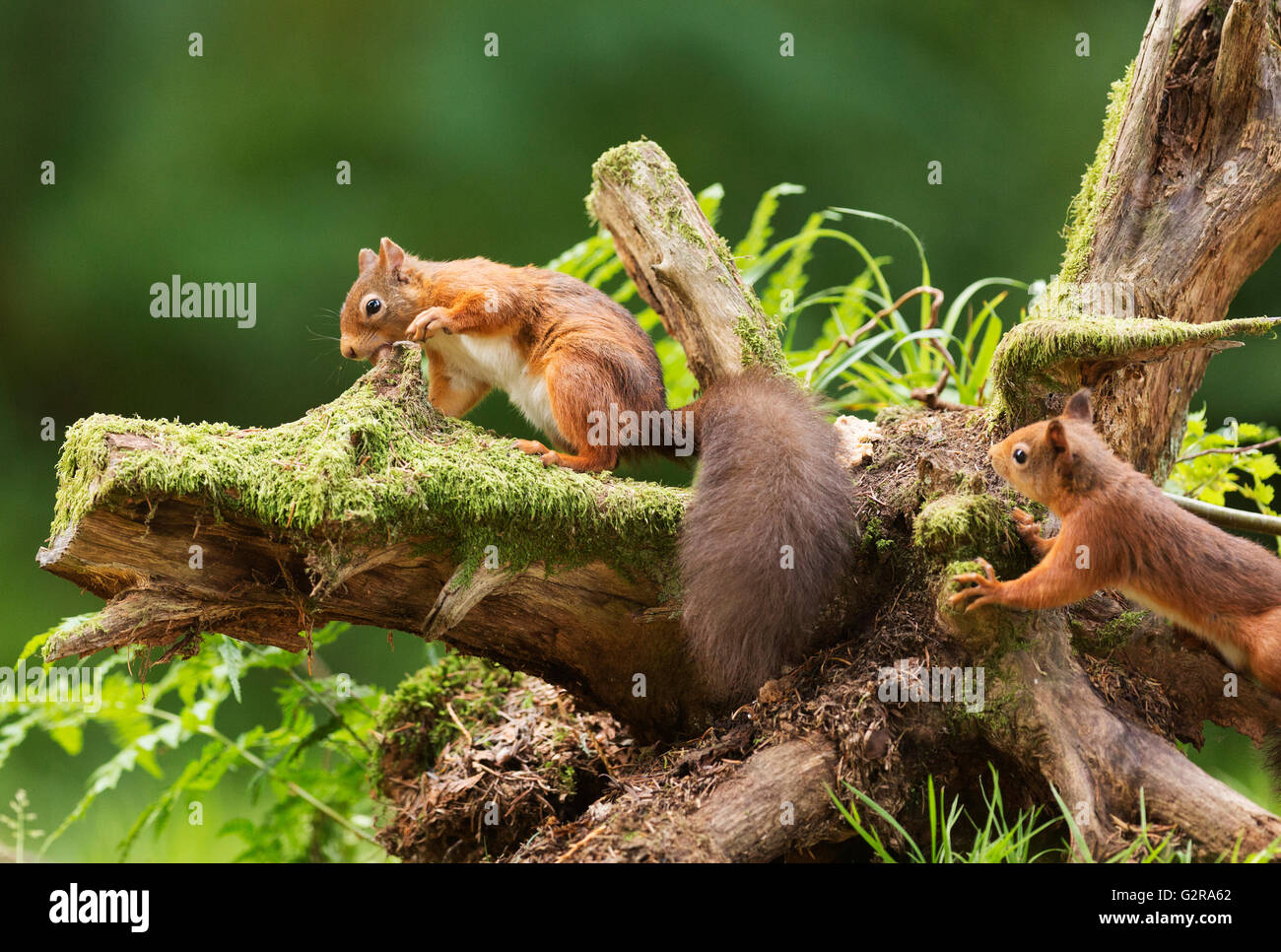 Squirrel collecting nuts hi-res stock photography and images - Alamy