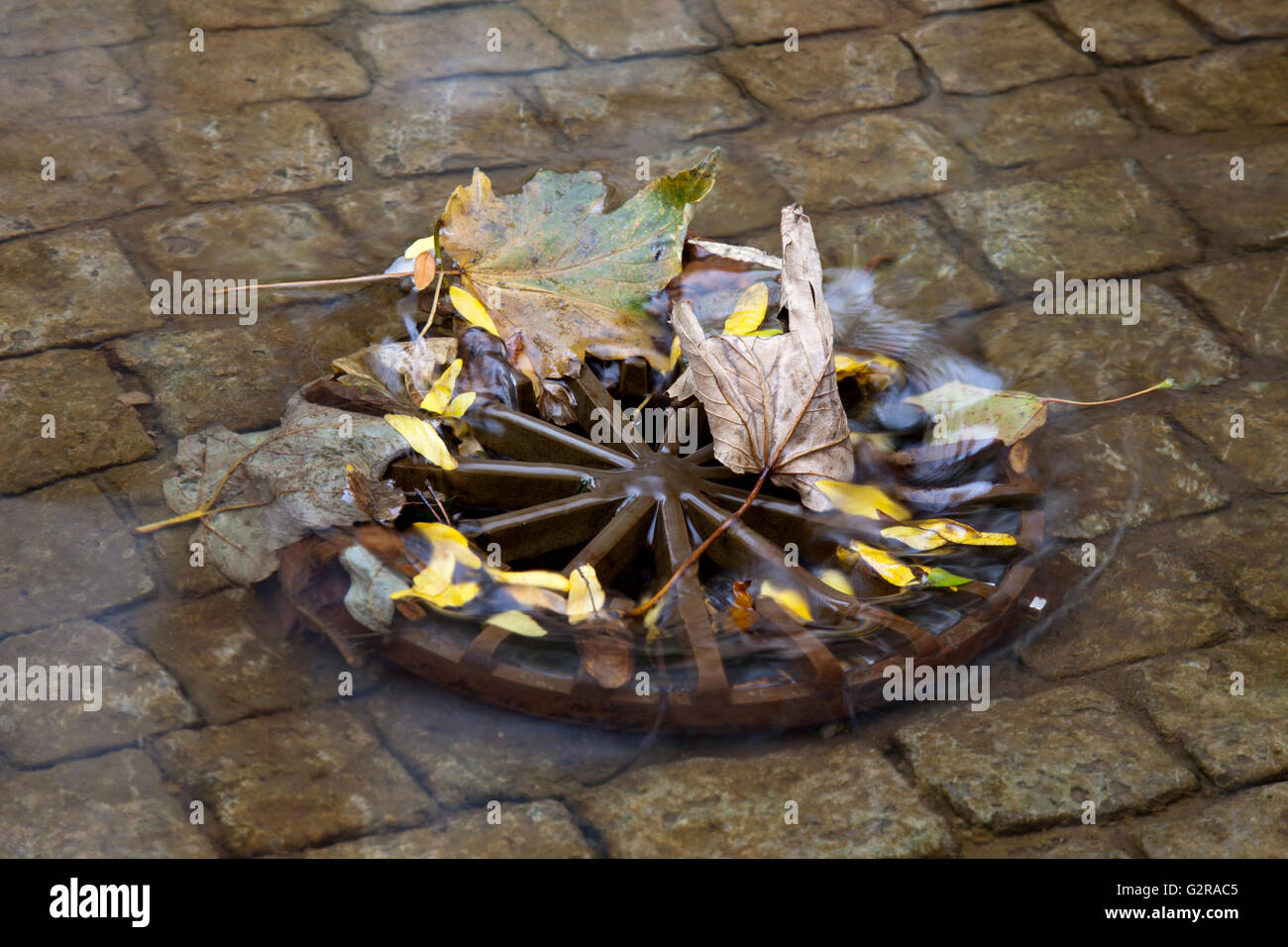 Water washing autumn leaves in a drain Stock Photo - Alamy
