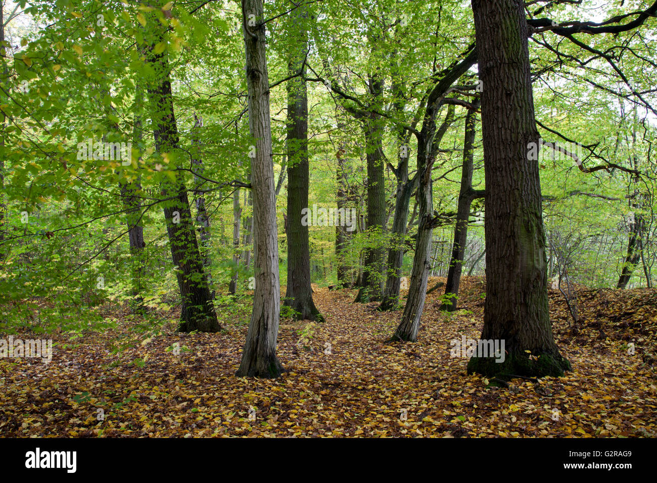 Deciduous forest at Feensteig, Hainich National Park, Hainich, Bad ...