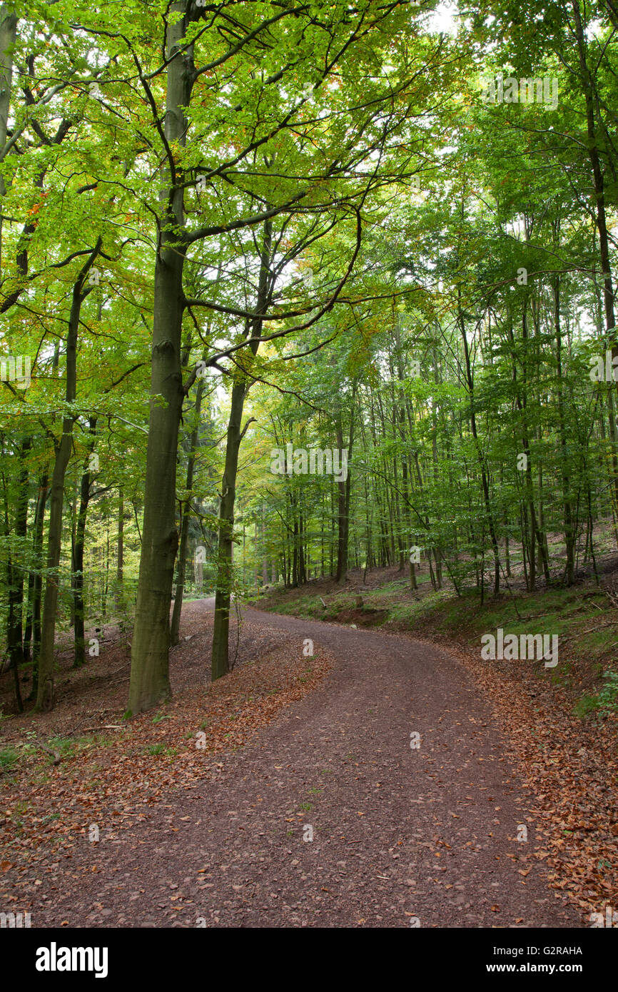 Hiking trail through a hardwood forest along the Rennsteig ridge walk ...