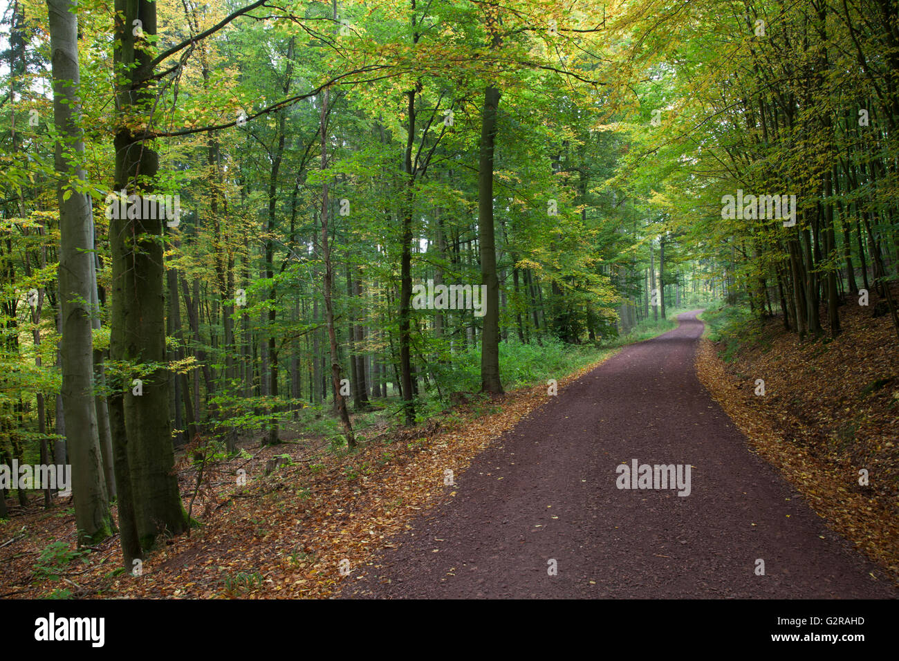 Walk along a forest path hi-res stock photography and images - Alamy
