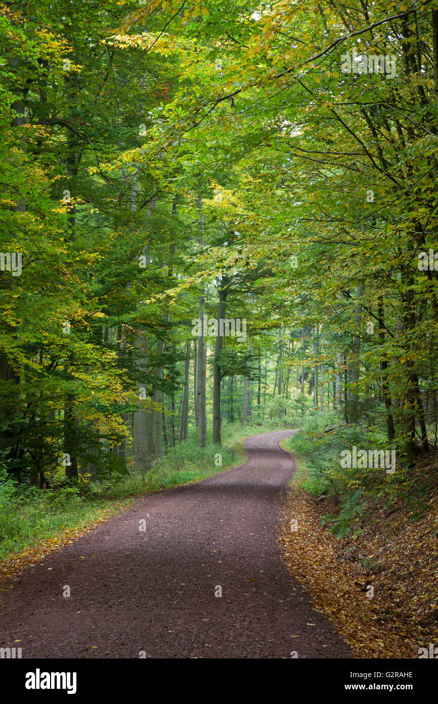 Hiking trail through a hardwood forest along the Rennsteig ridge walk ...