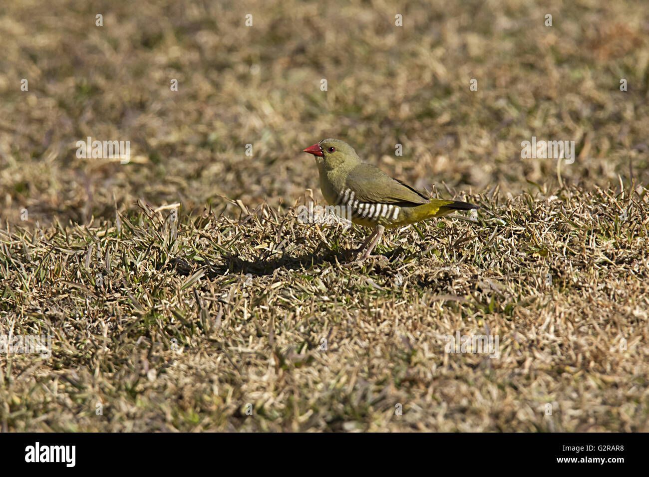 Green avadavat or green munia (Amandava formosa), Mount Abu, Rajasthan ...