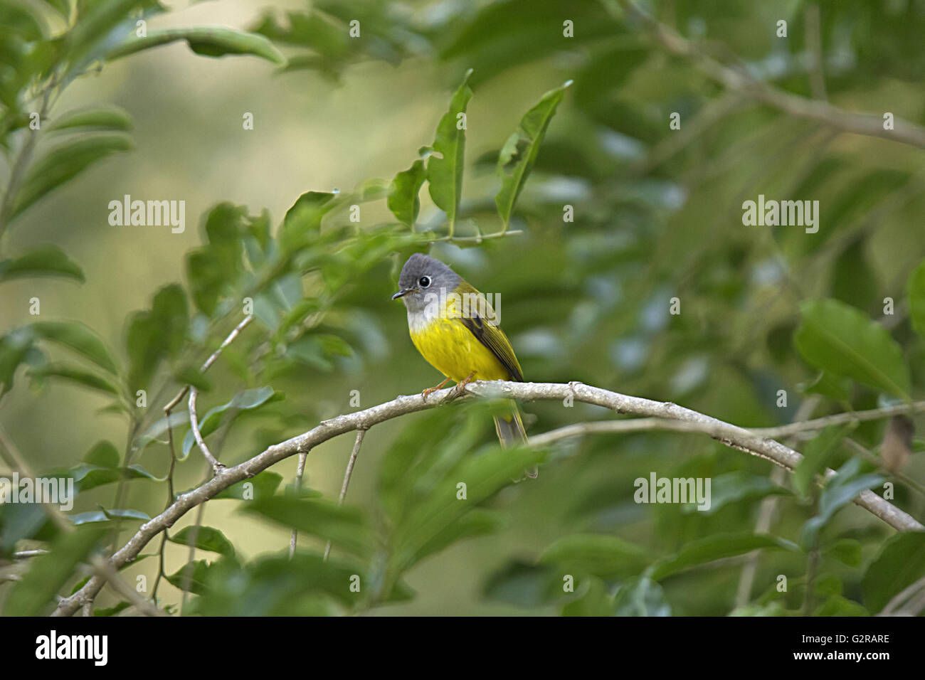 Grey canary headed flycatcher hi-res stock photography and images - Alamy