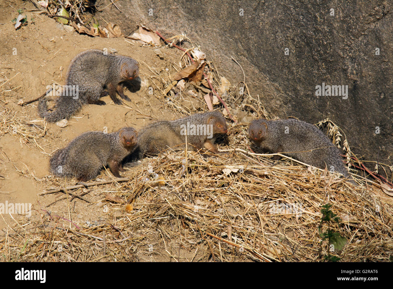 Grey Mongoose family, Mount Abu, Rajasthan, India Stock Photo - Alamy