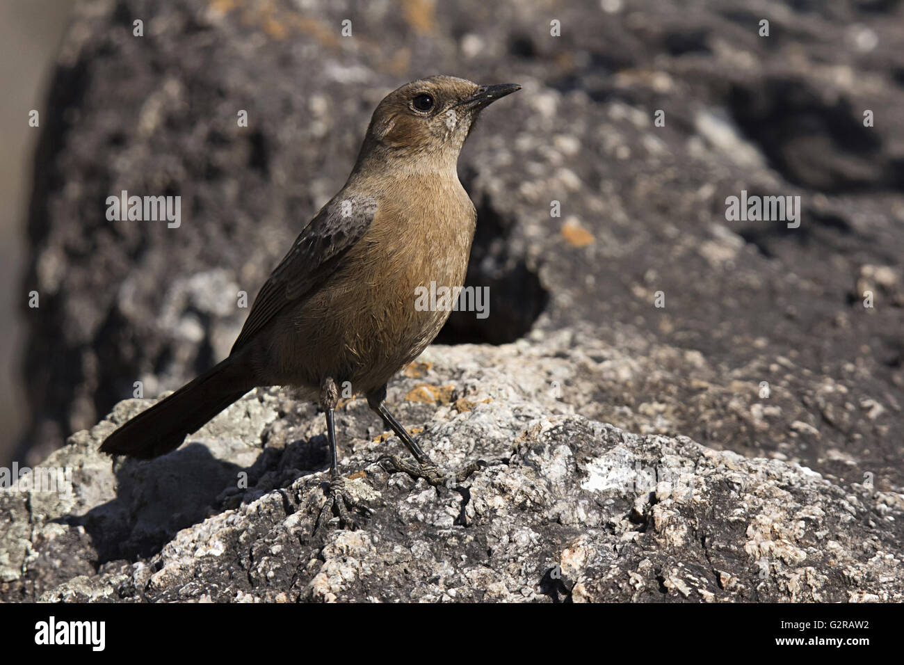 Robin male female hi-res stock photography and images - Alamy