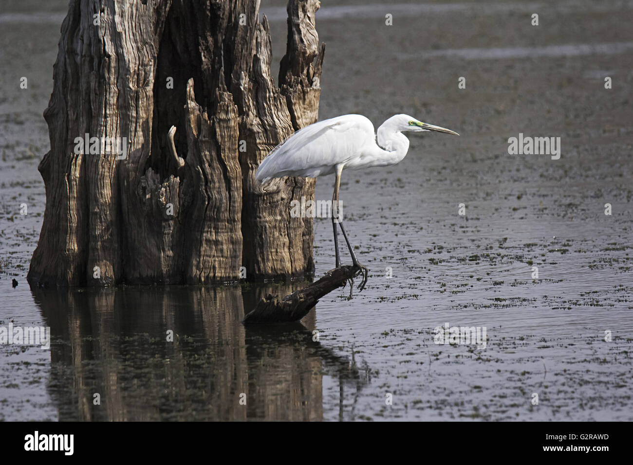 Ardea intermedia egretta hi-res stock photography and images - Alamy