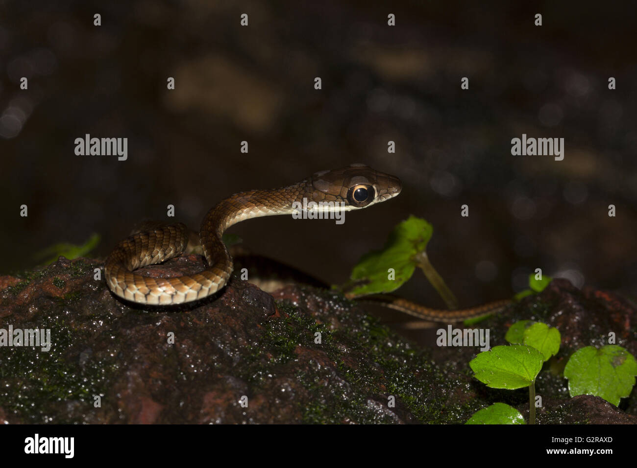 Large eyed bronzeback snake hi-res stock photography and images - Alamy