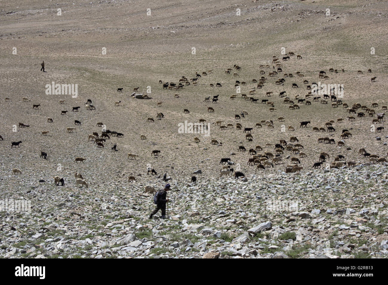 Shepherd watching his sheep hi-res stock photography and images - Alamy