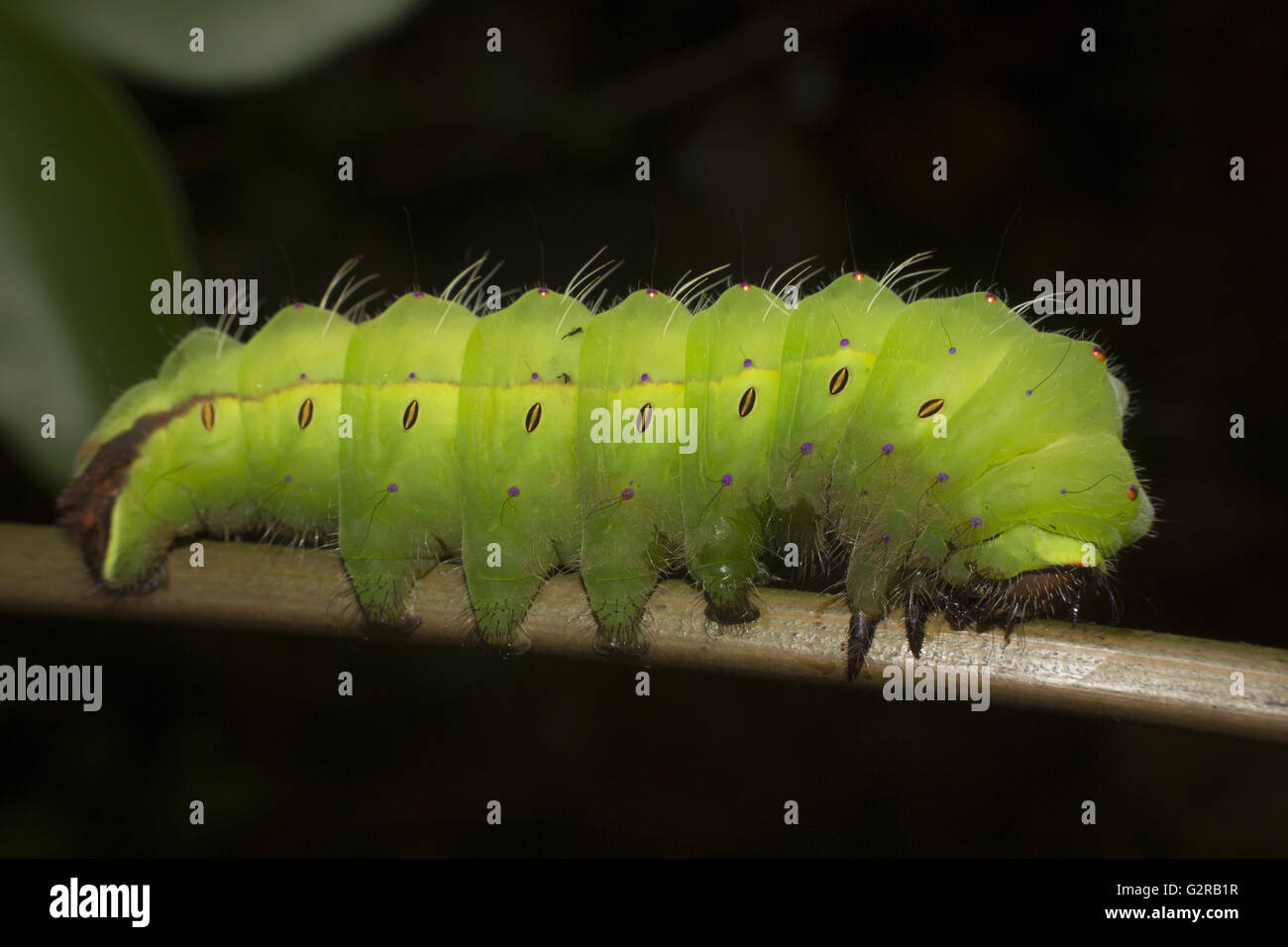 Green Silk Worm