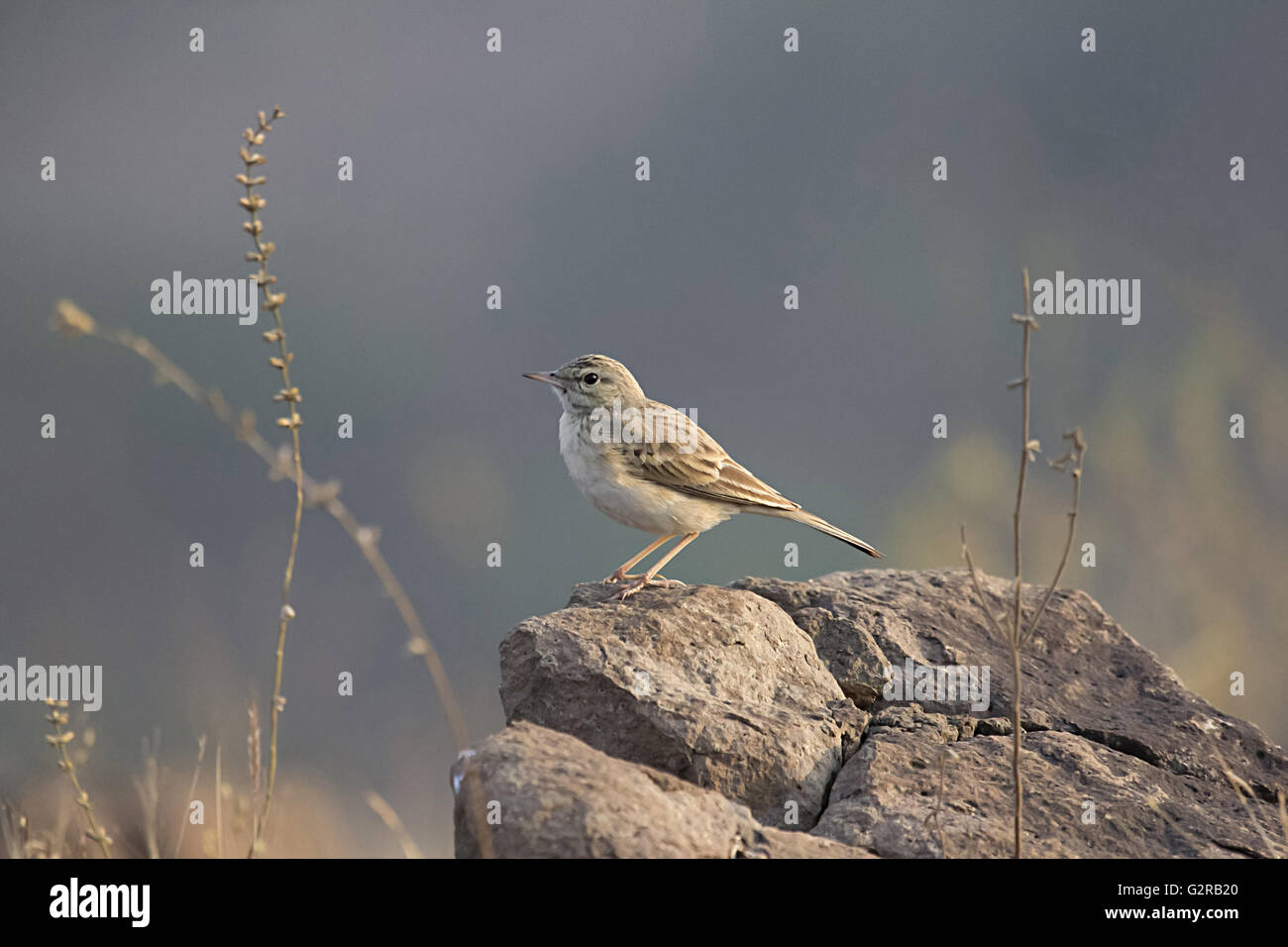 Tawny pipit, Anthus campestris, Saswad, Maharashtra, India Stock Photo ...