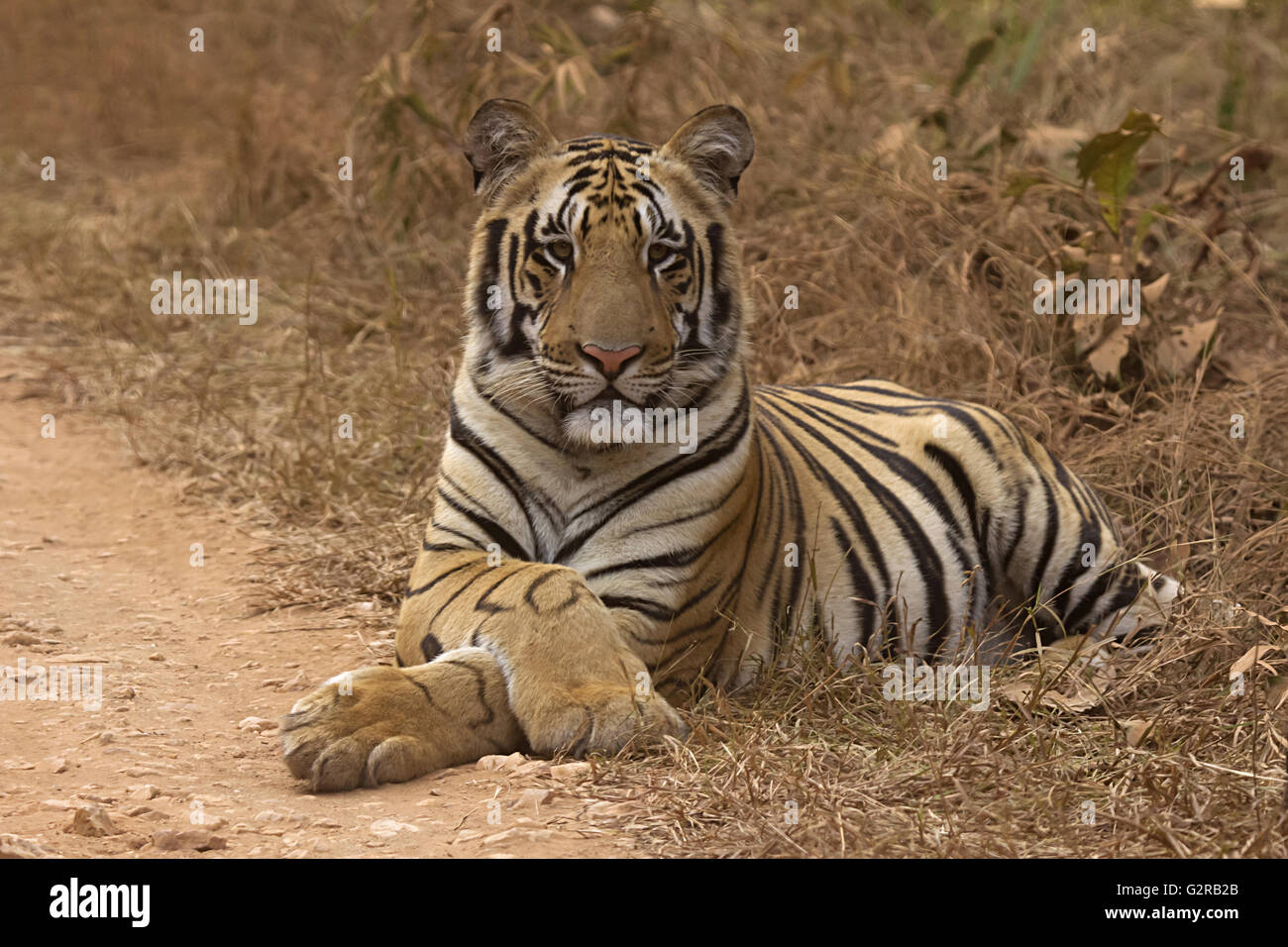 Tiger sanctuary hi-res stock photography and images - Alamy