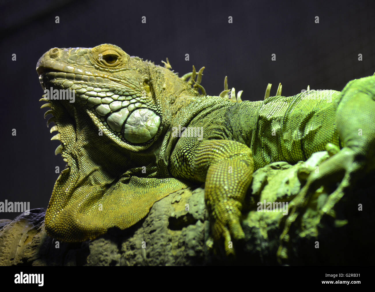 Animals With Scaly Skin