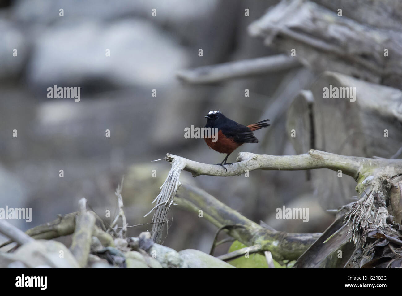 White-capped redstart Phoenicurus leucocephalus, Corbett Tiger Reserve ...