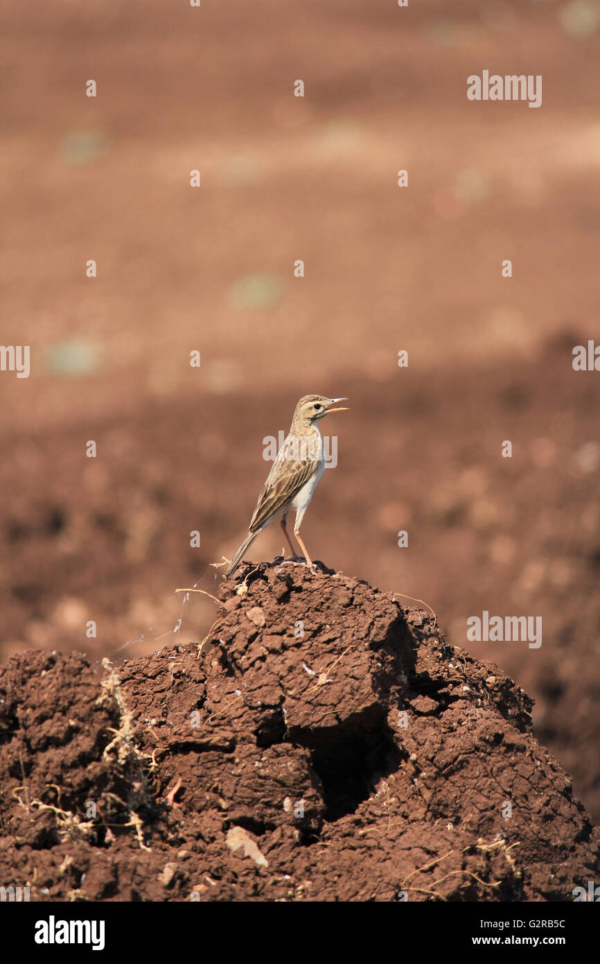 Brown titlark hi-res stock photography and images - Alamy