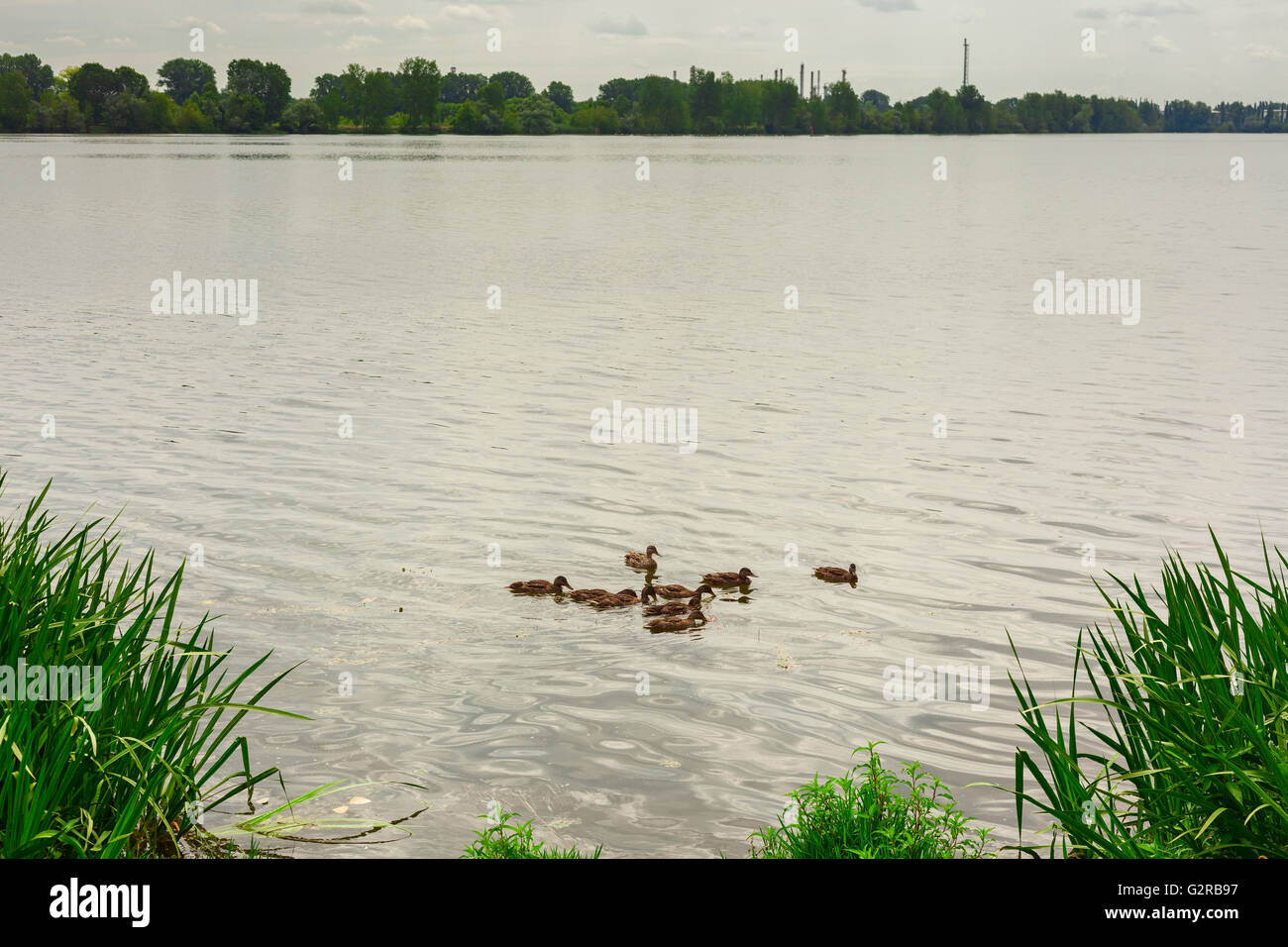 Bush duck hi-res stock photography and images - Alamy
