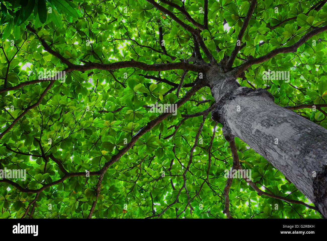 Chestnut tree from below Stock Photo - Alamy