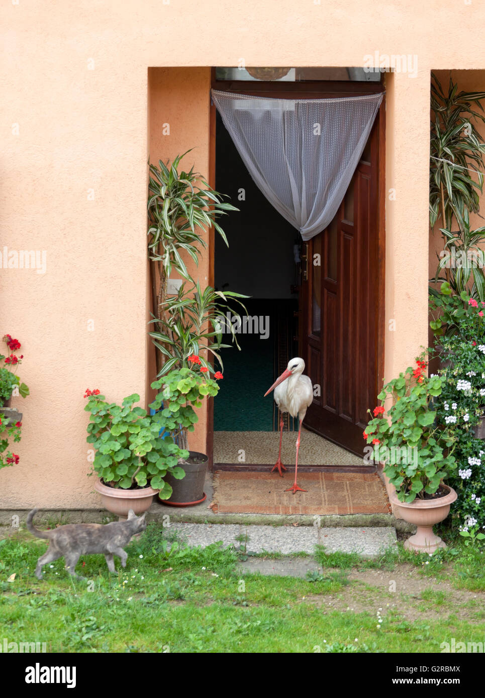 White stork population croatia hi-res stock photography and images - Alamy