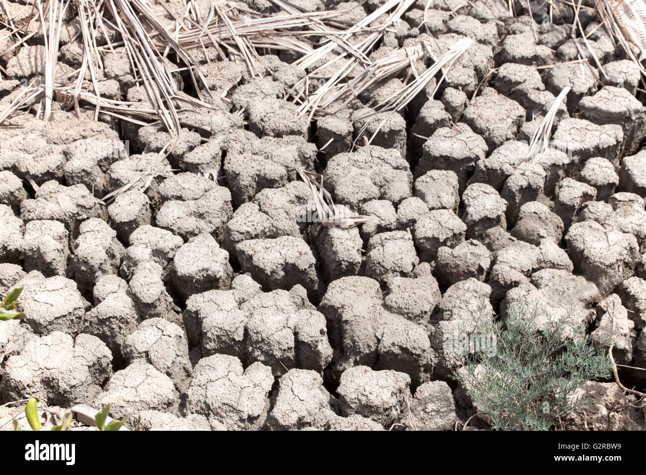 Mangrove forest in parched land nature ground full of salt on the skin ...