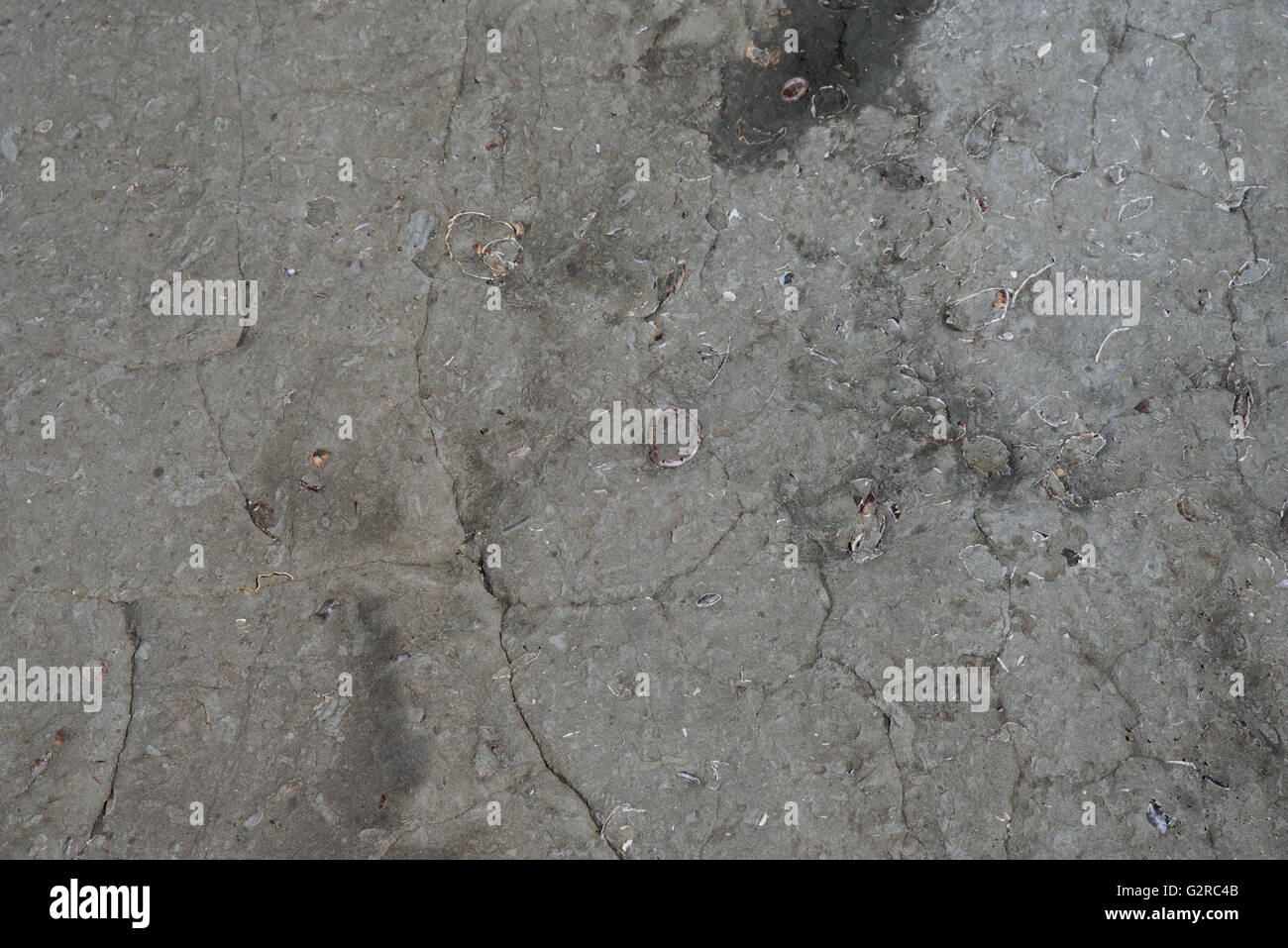 Fossil shells revealed in rock formations along the beach. Depoe Bay ...