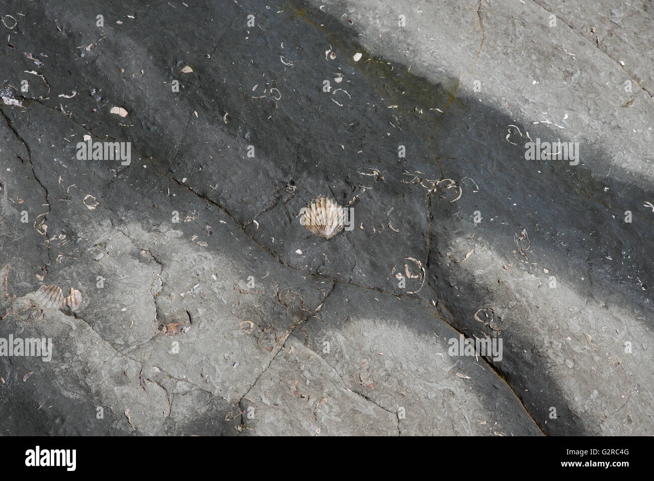 Fossil shells revealed in rock formations along the beach. Depoe Bay ...