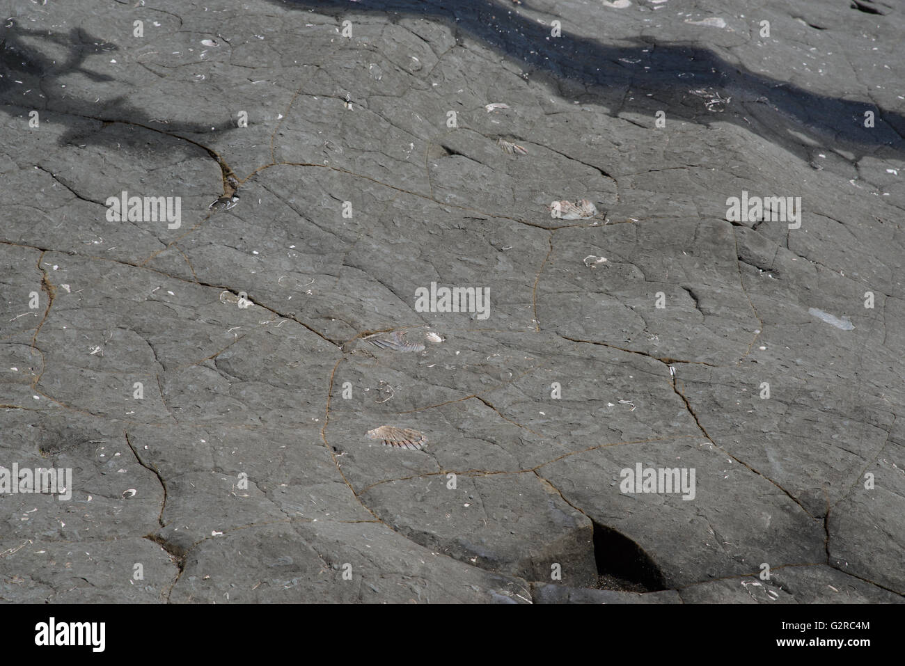 Fossil shells revealed in rock formations along the beach. Depoe Bay ...