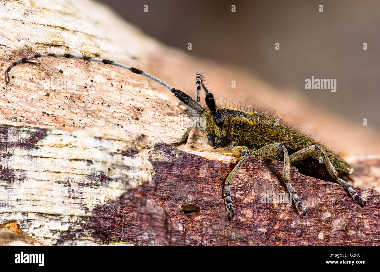 Golden-bloomed grey longhorn beetle (Agapanthia villosoviridescens ...
