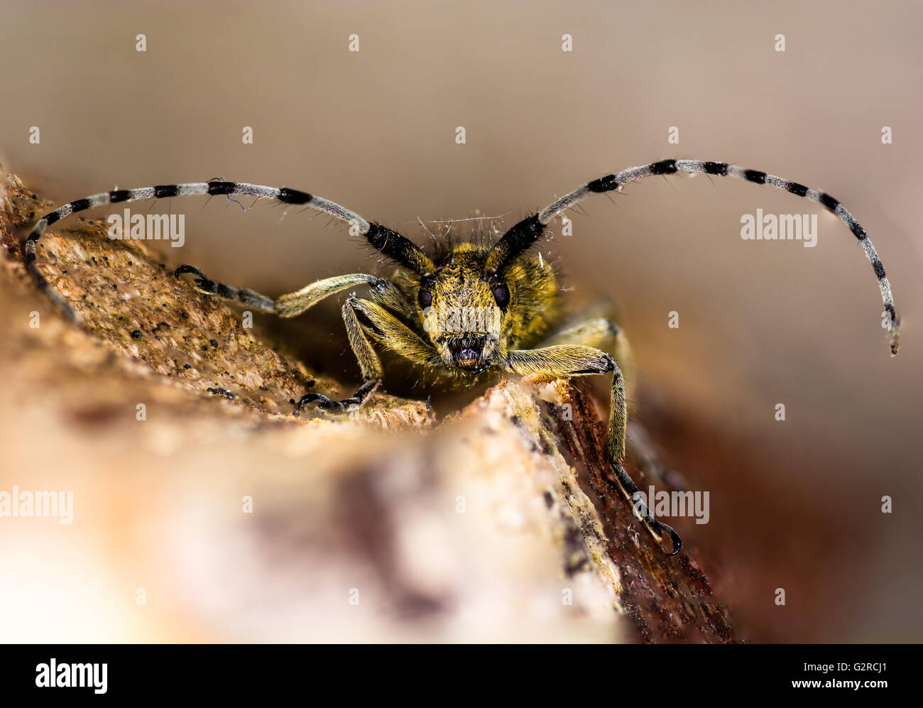 Golden-bloomed grey longhorn beetle (Agapanthia villosoviridescens ...