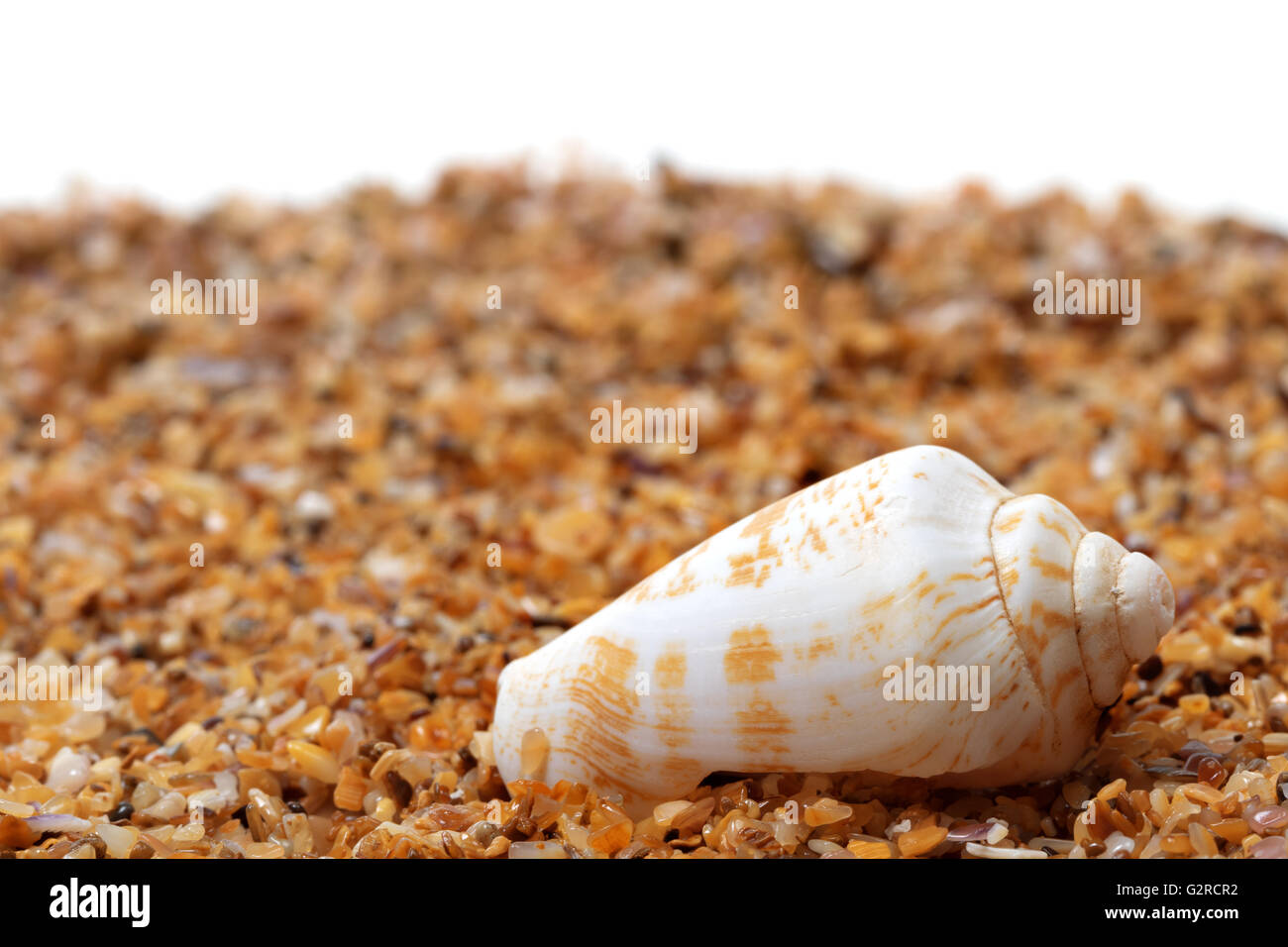 Shell of cone snail on sand and white background with copyspace Stock ...
