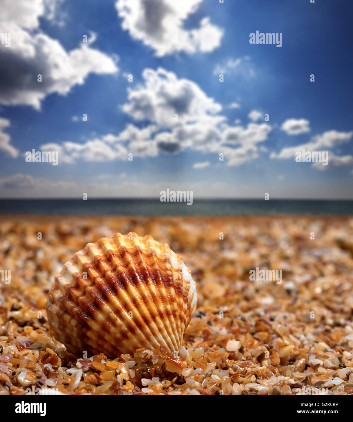Seashell on sand at sunny summer day Stock Photo - Alamy