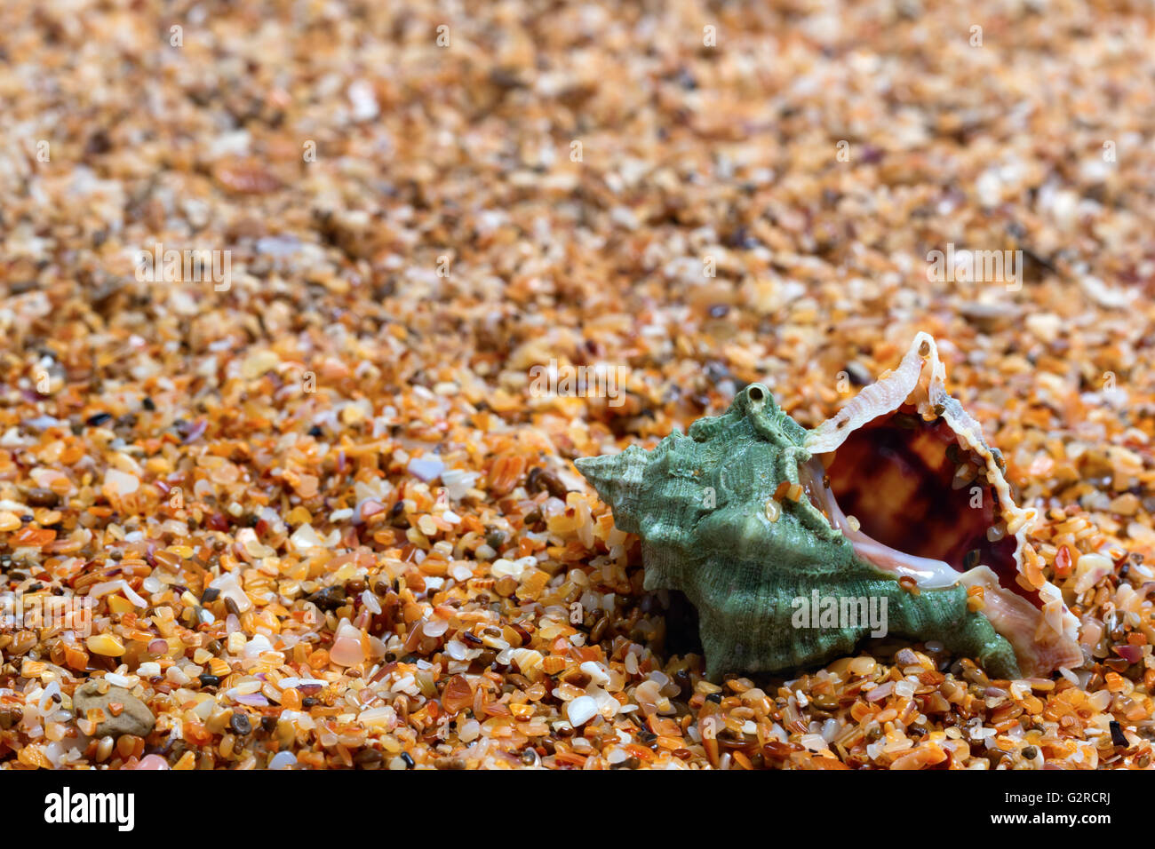 Seashell on sand in hi-res stock photography and images - Alamy