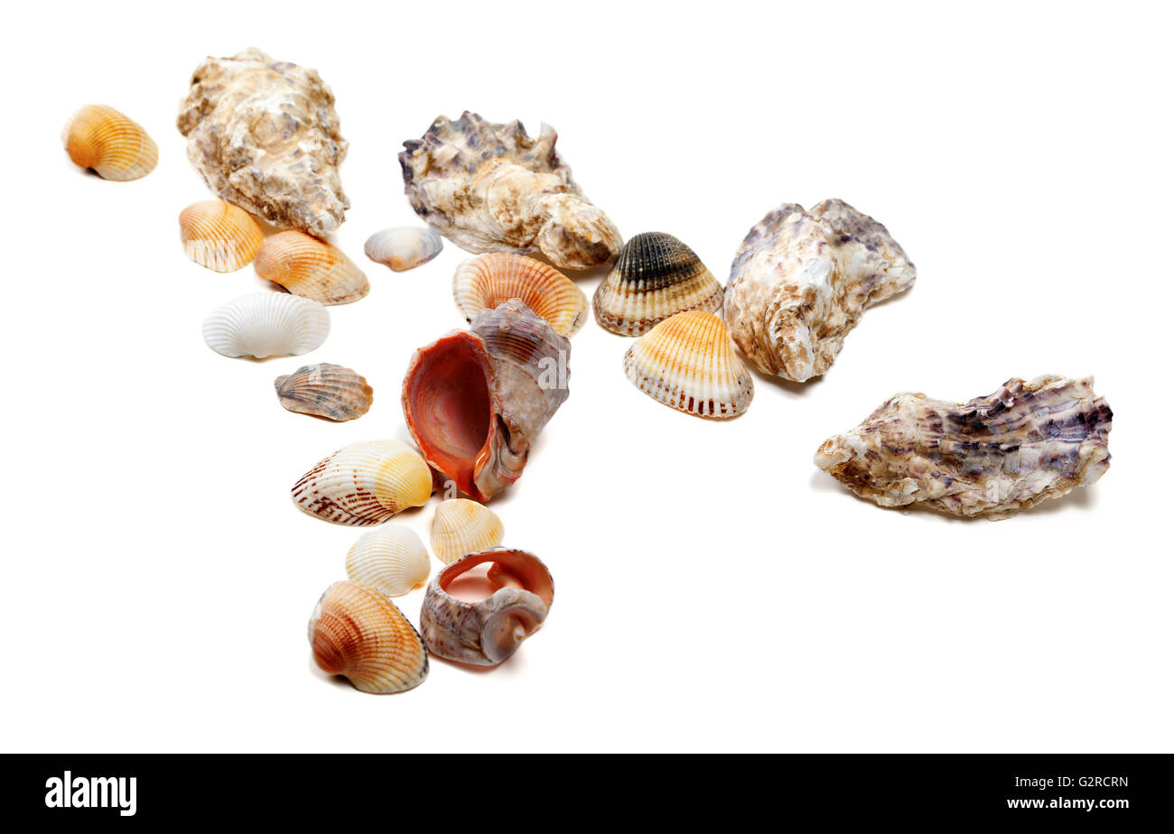 Seashells isolated on white background with copy space Stock Photo - Alamy