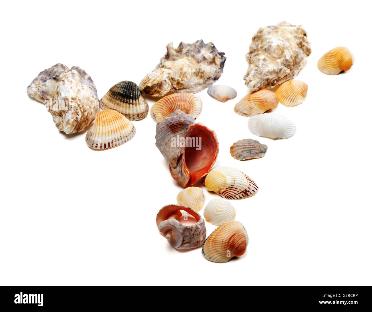 Seashells isolated on white background Stock Photo - Alamy