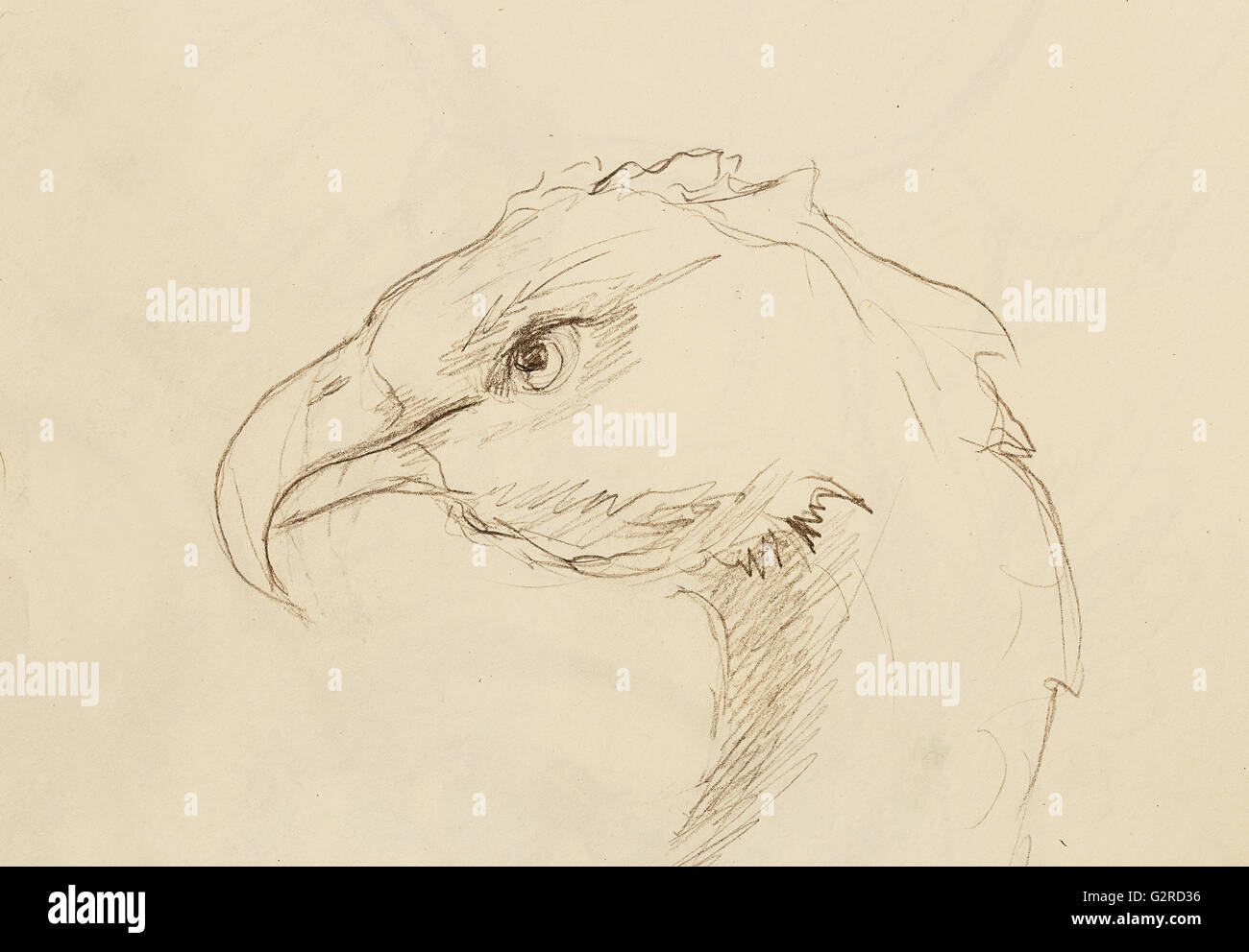 drawing of bird, hand drawing on old paper Stock Photo - Alamy