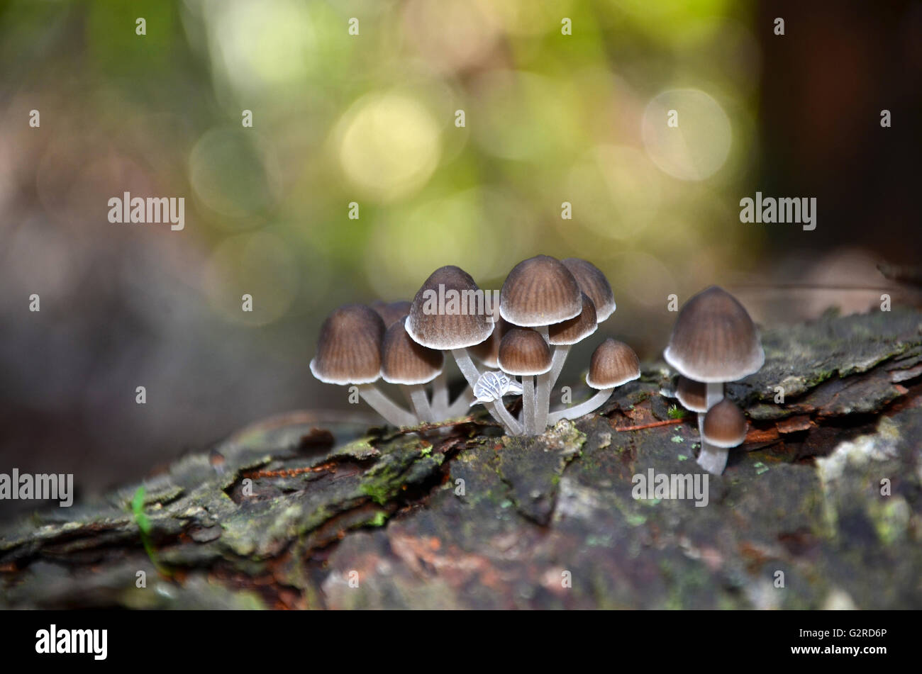 Mushrooms growing in clump in hi-res stock photography and images - Alamy