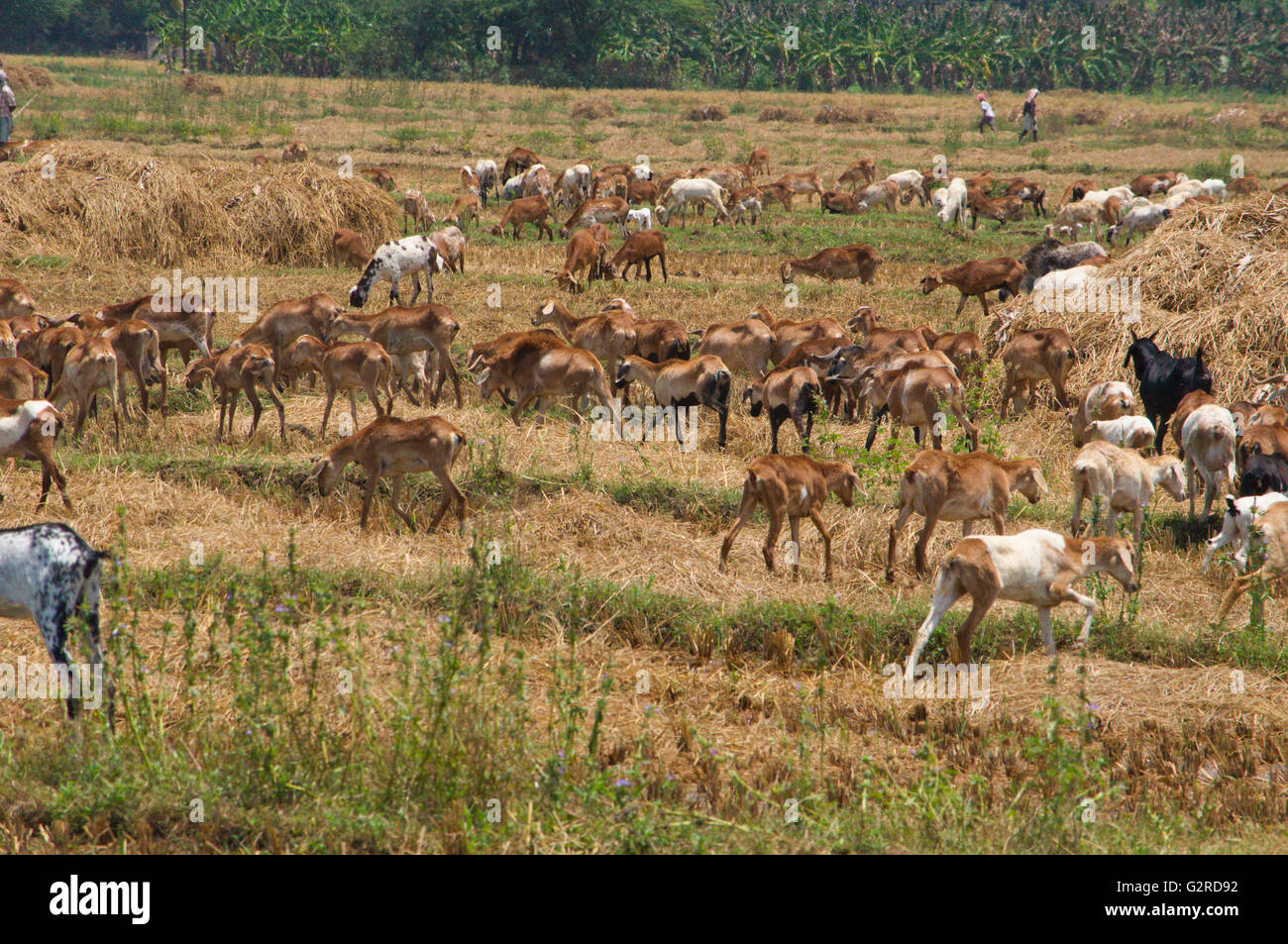 Jamnapari goat hi-res stock photography and images - Alamy
